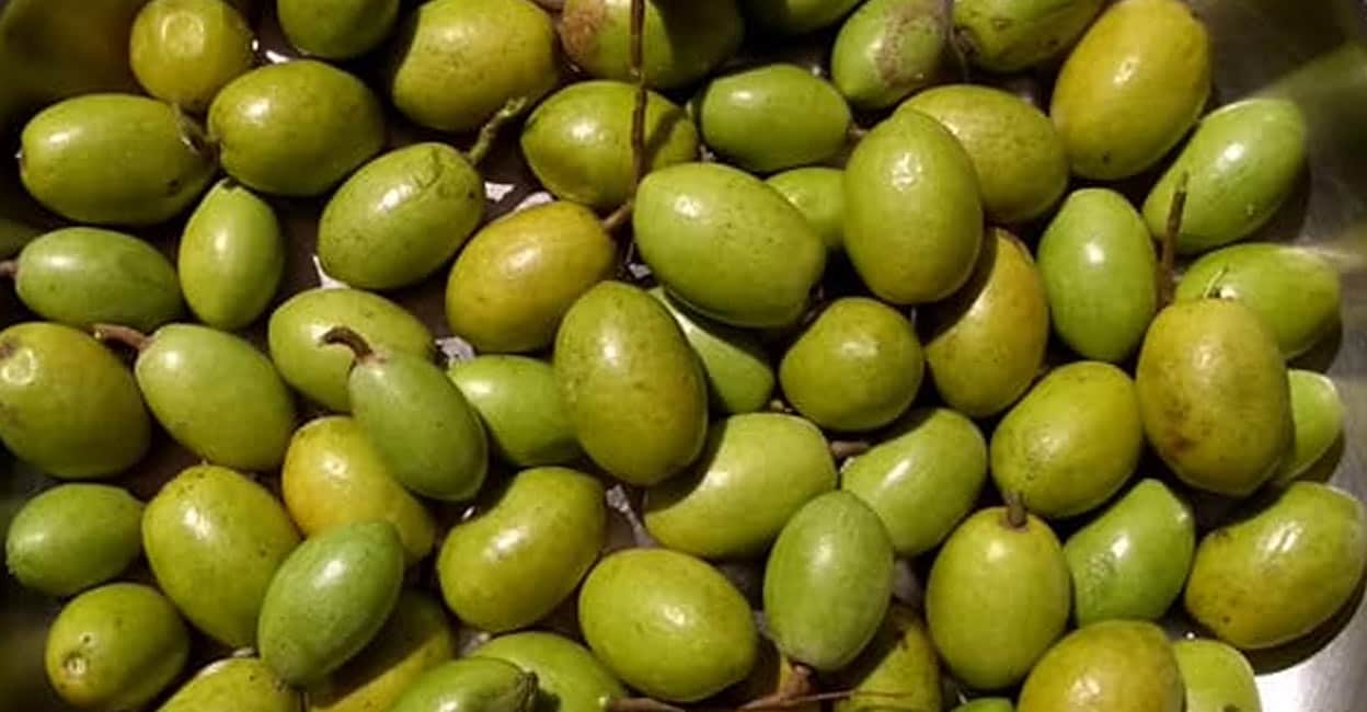 ജന്മദേശം ശ്രീലങ്ക; സിലോൺ ഒലിവ് എന്നും പേര്; പൂന്തോട്ടങ്ങളി ...