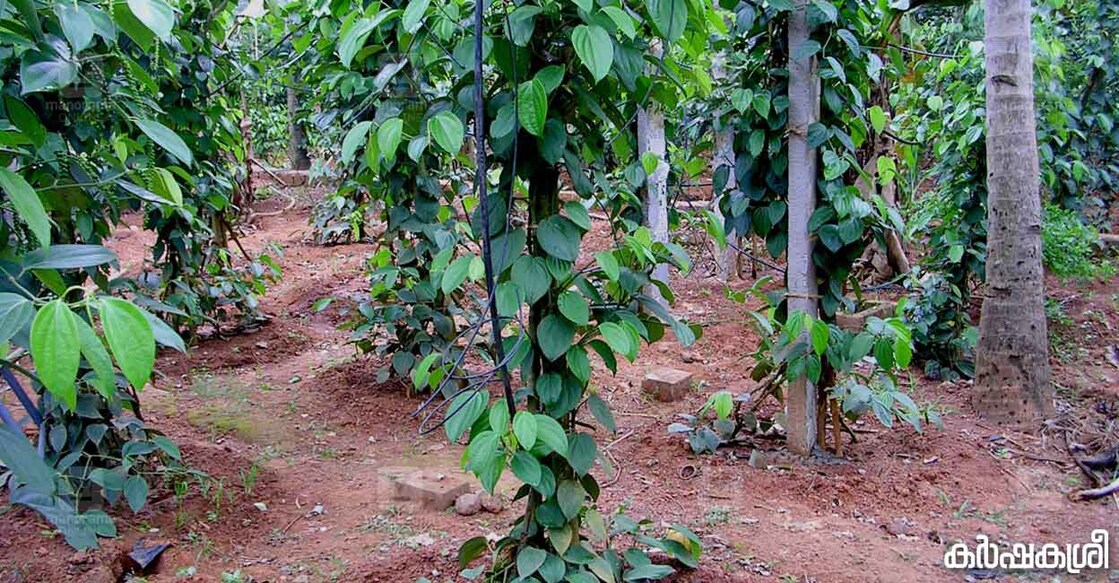 അതിവേഗം നശിച്ച് കുരുമുളകുവള്ളികൾ: മുന്നറിയിപ്പുമായി കീടനിരീക്ഷണ ...