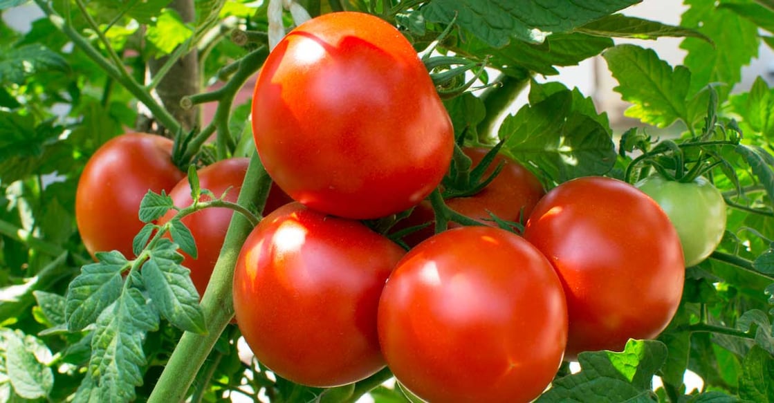 തക്കാളിക്ക് വീണ്ടും പൊള്ളുന്ന വില | തക്കാളി വില | തക്കാളി | ബിസിനസ് ...