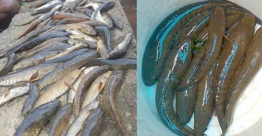 നാടൻ വളർത്തുമത്സ്യങ്ങളിൽ ചേറും വരാലും മികച്ചവർ | Bral and Snake head ...