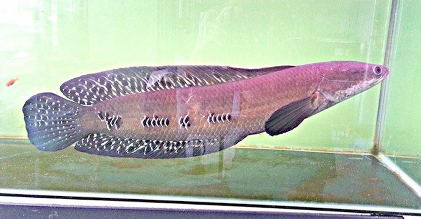 നാടൻ വളർത്തുമത്സ്യങ്ങളിൽ ചേറും വരാലും മികച്ചവർ | Bral and Snake head ...