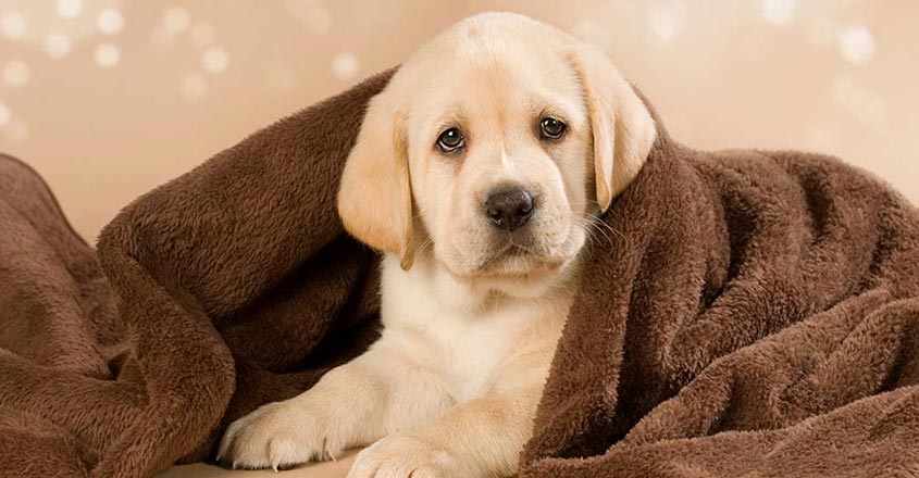 ഇന്ത്യയിൽ ഏറെ സ്വീകാര്യതയുള്ള നായ ഇനങ്ങൾ | Most Popular Dog Breeds in ...