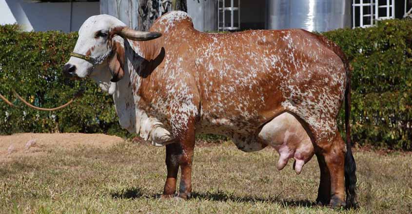 ബ്രസീലിനെ വളർത്തിയത് ഇന്ത്യൻ കന്നുകാലികൾ | Indian Cattle Helped Brazil ...