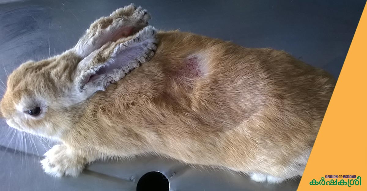 മുയലുകളുടെ മൃദുചര്‍മ്മം കാര്‍ന്നു തിന്നും വില്ലൻ; മേഞ്ച് രോഗത്തെ എങ്ങനെ ...