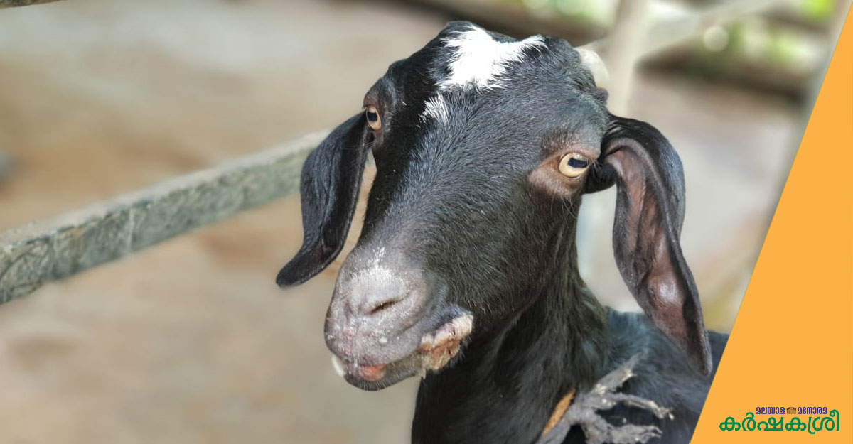 ആടുകളുടെ ചുണ്ടില്‍ പടരുന്ന വൈറസ്, മനുഷ്യരിലേക്കും പകരാം | Orf Virus ...