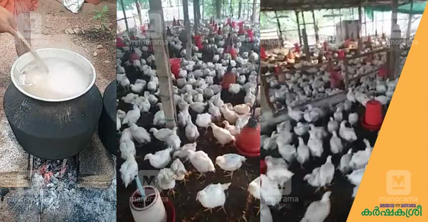 ഈസ്റ്ററിനുള്ള കോഴികളിൽ ഏറിയപങ്കും തീറ്റയില്ലാതെ ചത്തു, എന്തു ...