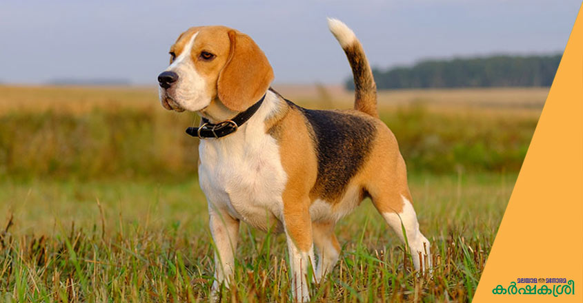 ചാമ്പ്യന്മാരായ ഇത്തിരിക്കുഞ്ഞന്മാരുടെ വീട്, അറിയാം ബീഗിളുകളേക്കുറിച്ച് ...