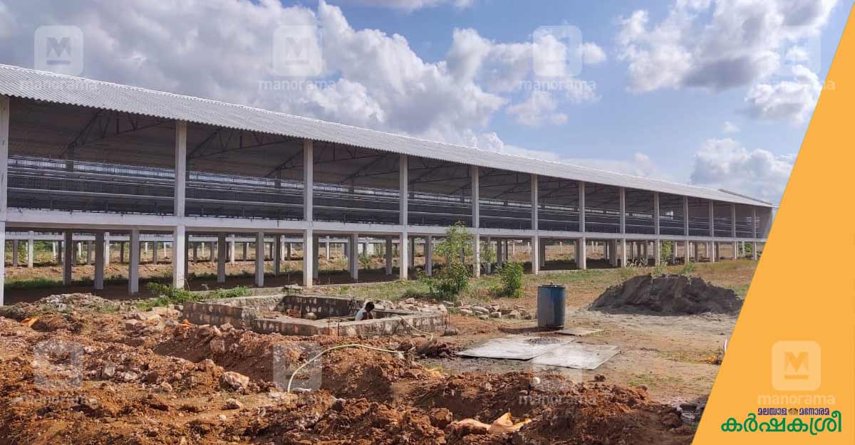 ഭക്ഷ്യോൽപാദനത്തിൽ മഹാവിസ്ഫോടനം നടത്തിയ ഇറച്ചിക്കോഴി; അവയുടെ അതിവേഗ വള ...