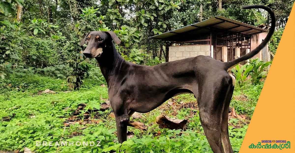 വിവാഹത്തിന് സ്ത്രീധനമായി നൽകുന്ന നായ | Kanni Dog Breed - Facts and ...