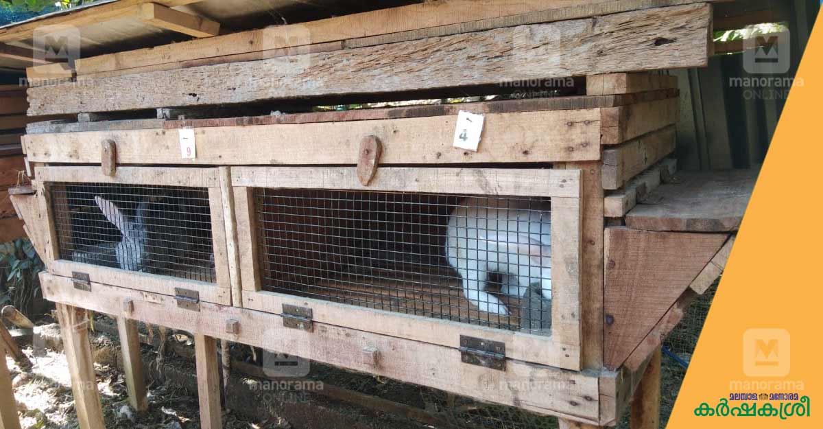 ആർക്കും മുയലുകളെ വളർത്താം: കർഷകർക്കായി സമ്പൂർണ മാർഗരേഖ | Rabbit Farming ...