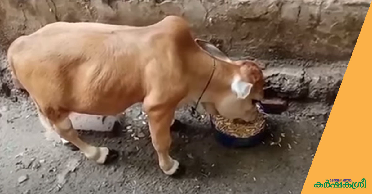 ഉയരം 17 ഇഞ്ച്; കാണാം ഇത്തിരിക്കുഞ്ഞന്‍ കാളക്കുട്ടനെ | 17 inch tall ...