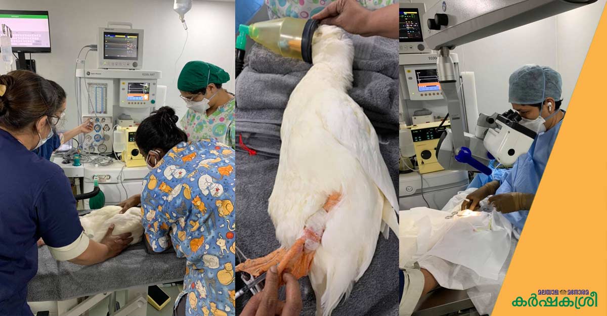 താറാവിനും തിമിര ശസ്ത്രക്രിയ; അപൂർവ ചികിത്സ മുംബൈയിൽ | Cataract Surgery ...