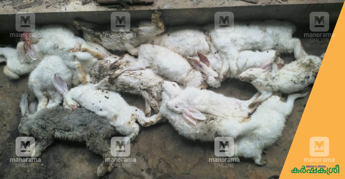 നായ്ക്കള്‍ കൂട്ടത്തോടെയെത്തി കൊന്നത് 15 മുയലുകളെ, കര്‍ഷകന് വലിയ നഷ്ടം ...