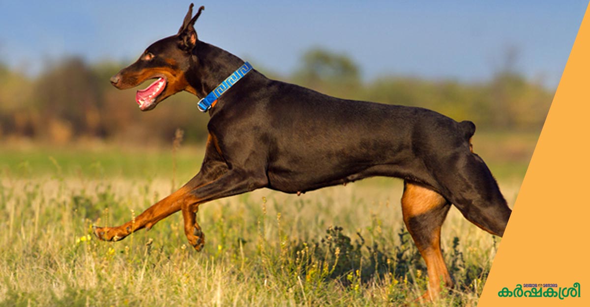 വാല്‍ മുറിച്ചാല്‍ നായ്ക്കളുടെ ശൗര്യം കൂടുമോ? ഡോക്കിങ് എന്തിന്? | Tail ...