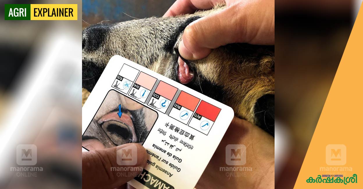 ആടുകളിലെ വിളര്‍ച്ച എളുപ്പത്തിലറിയാം, അനീമിയ ഐ കളര്‍ ചാര്‍ട്ടുമായി ...