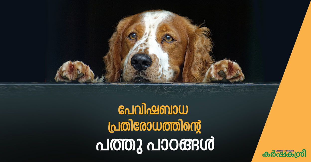 പേവിഷബാധ പ്രതിരോധത്തിന്റെ പത്തു പാഠങ്ങൾ | Rabies Prevention