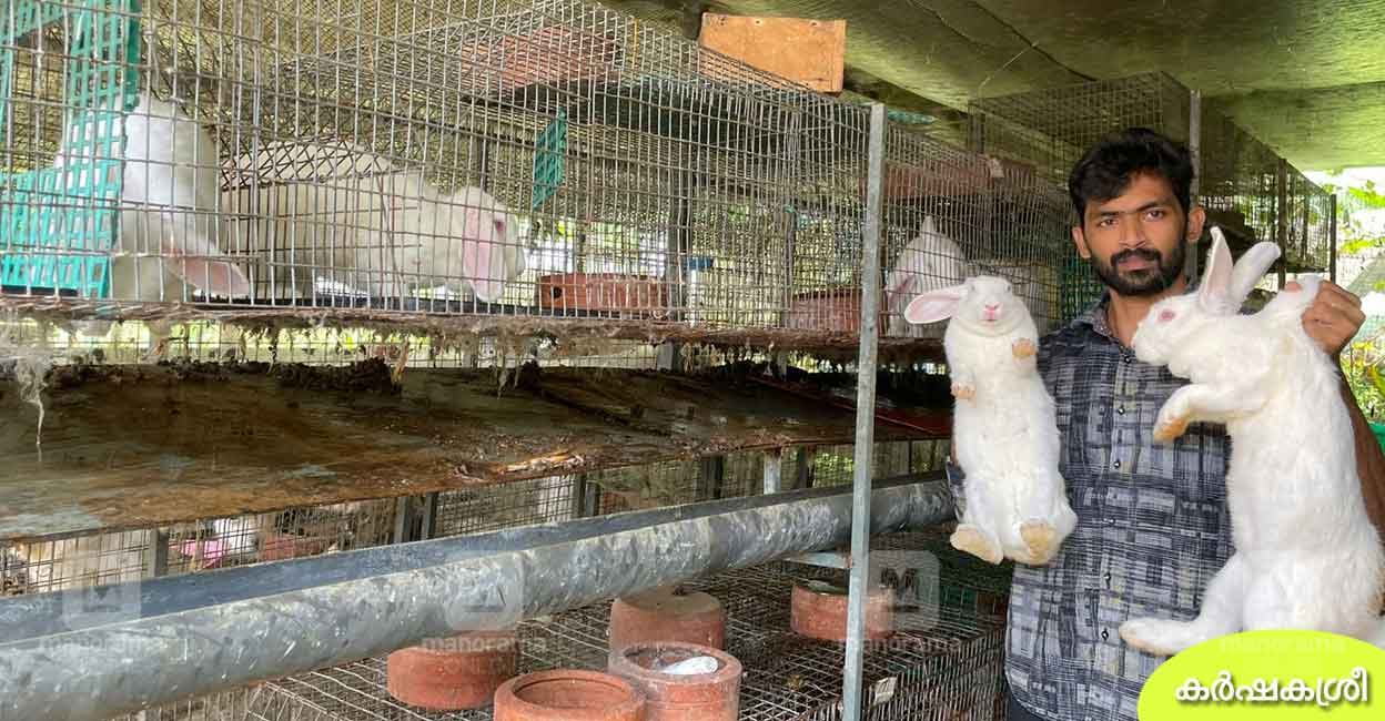 വിനോദത്തിനിറങ്ങിയവർ കളം വിട്ടു: മുയൽ വിപണി തിരിച്ചുവരവിന്റെ പാതയി ...