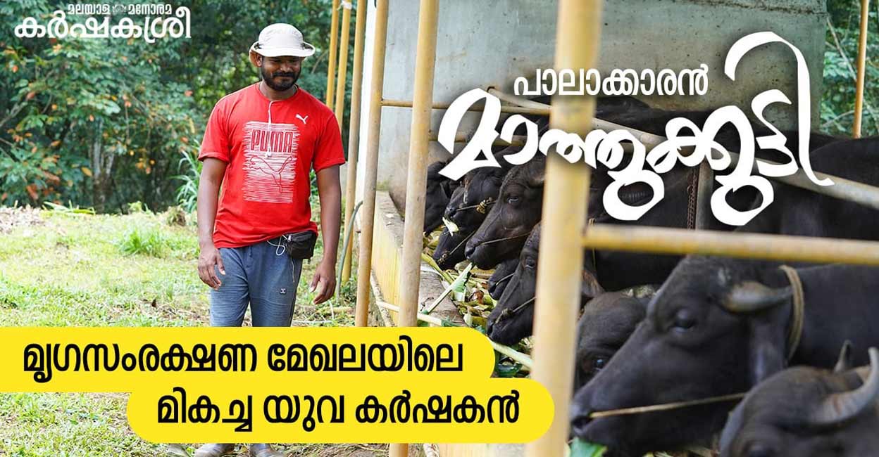 അവാർഡ് തിളക്കത്തിൽ മാത്തുക്കുട്ടി, കണ്ടുപഠിക്കേണ്ട കാർഷിക ബിസിനസ് ...