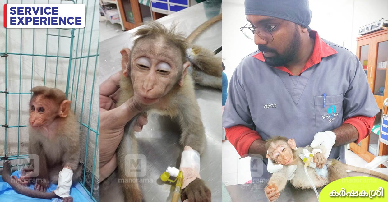 വയര്‍ കീറി കുടല്‍ പുറത്തുവന്ന് കുട്ടിക്കുരങ്ങ്, രക്ഷപ്പെടുത്തിയത് കുടല് ...