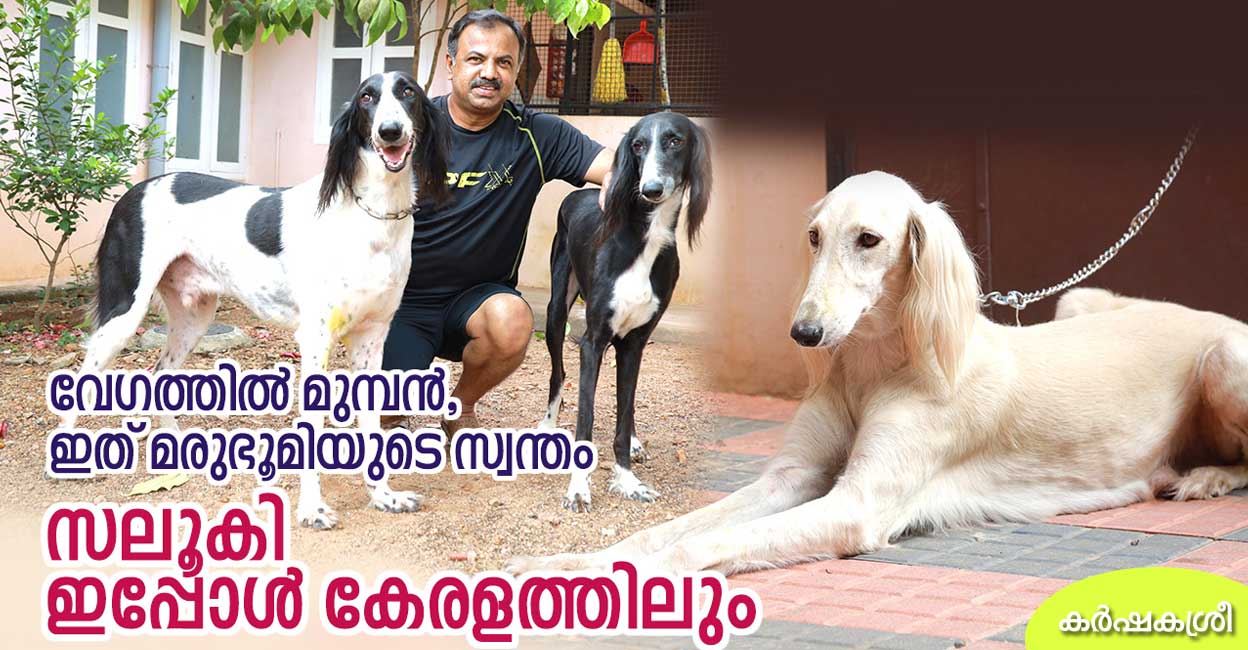 ‘ദൈവത്തിന്റെ സമ്മാനം’ എന്ന് അറബികൾ വിശേഷിപ്പിക്കുന്ന നായ ഇനം ...
