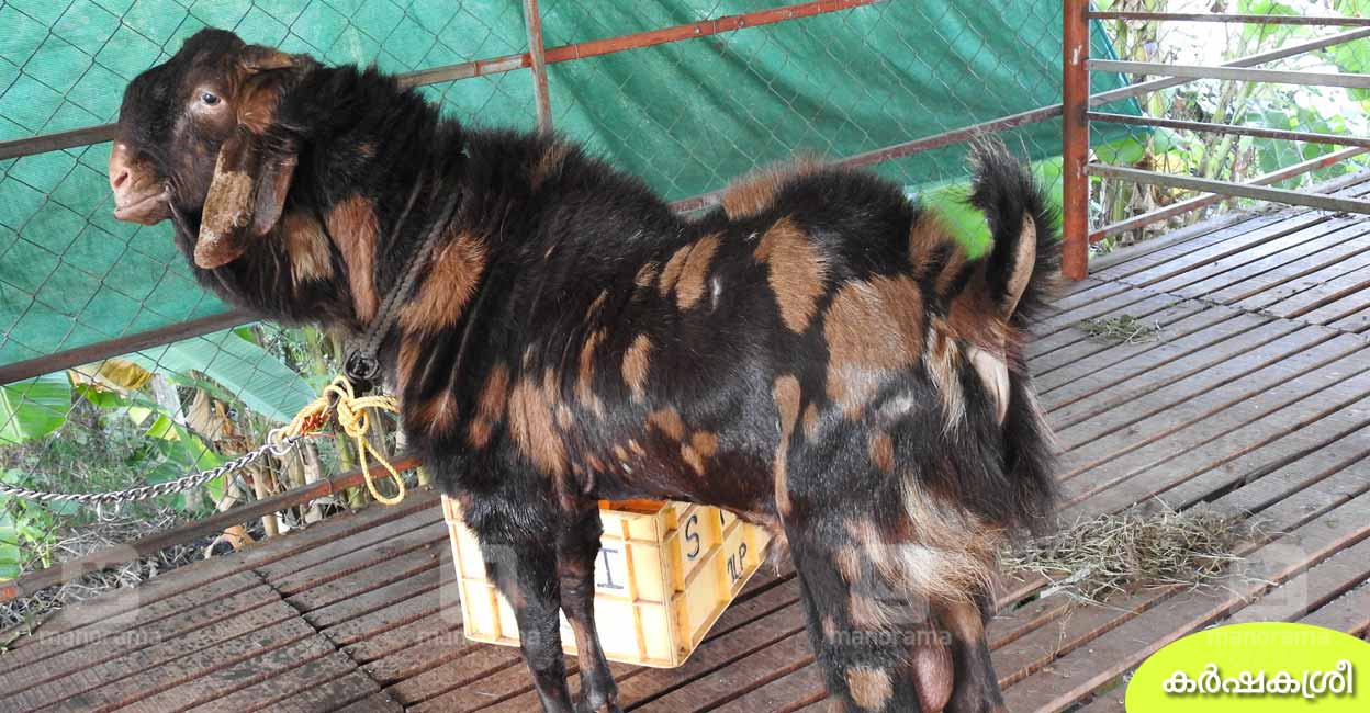 മുട്ടനാടിനെ കൂടുതൽ കരുതിയാൽ ഗുണം തലമുറകൾക്കപ്പുറം: കർഷകർ അറിയേണ്ടത് ...