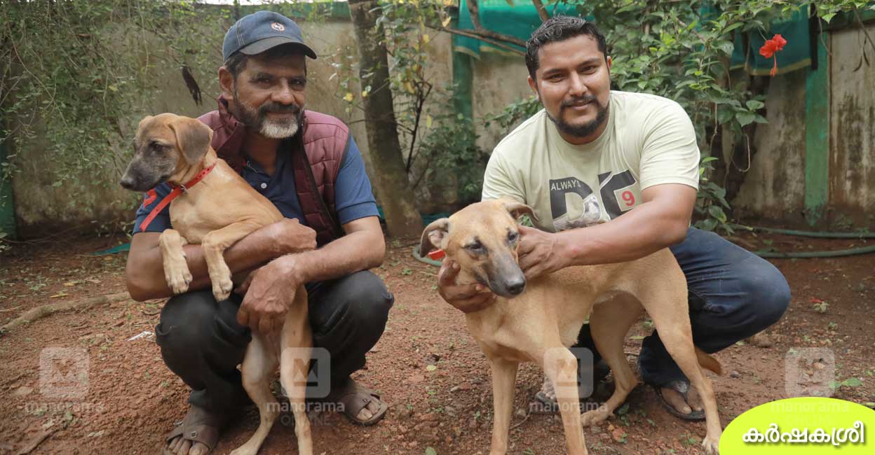 തിരിച്ചുവരുമോ കോംബെ നായ്ക്കൾ? സംരക്ഷണത്തിന് മുന്നിട്ടിറങ്ങി കേരളത്തിലെ ...