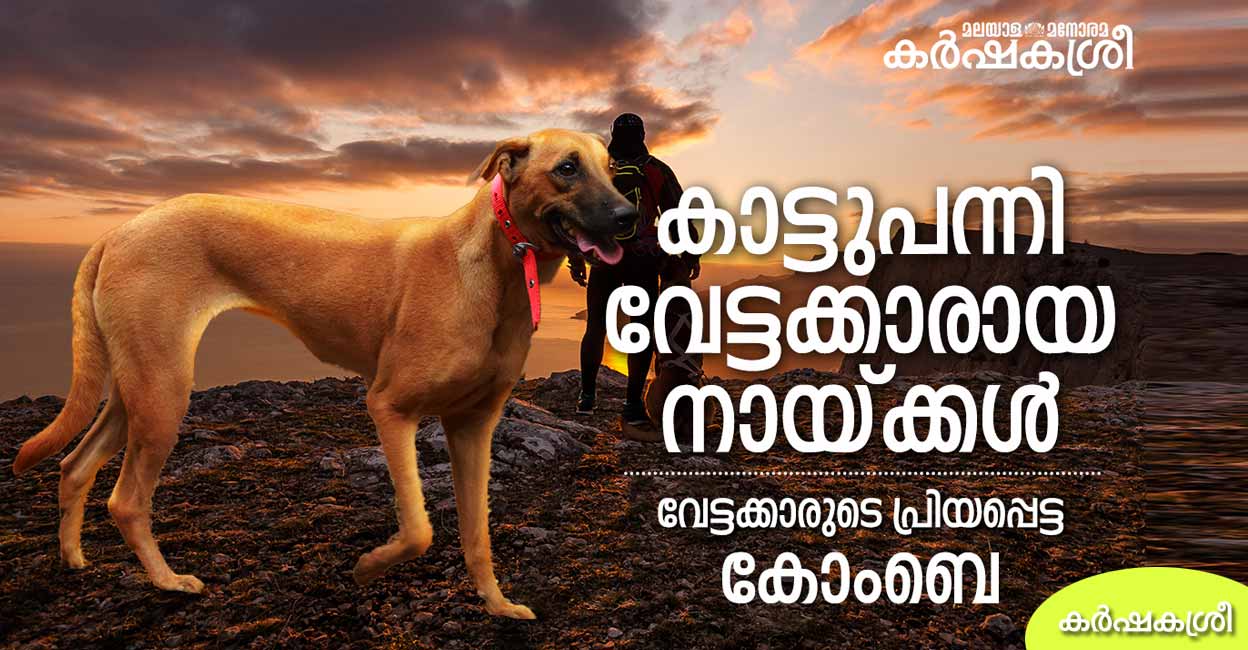 തിരിച്ചുവരുമോ കോംബെ നായ്ക്കൾ? സംരക്ഷണത്തിന് മുന്നിട്ടിറങ്ങി കേരളത്തിലെ ...