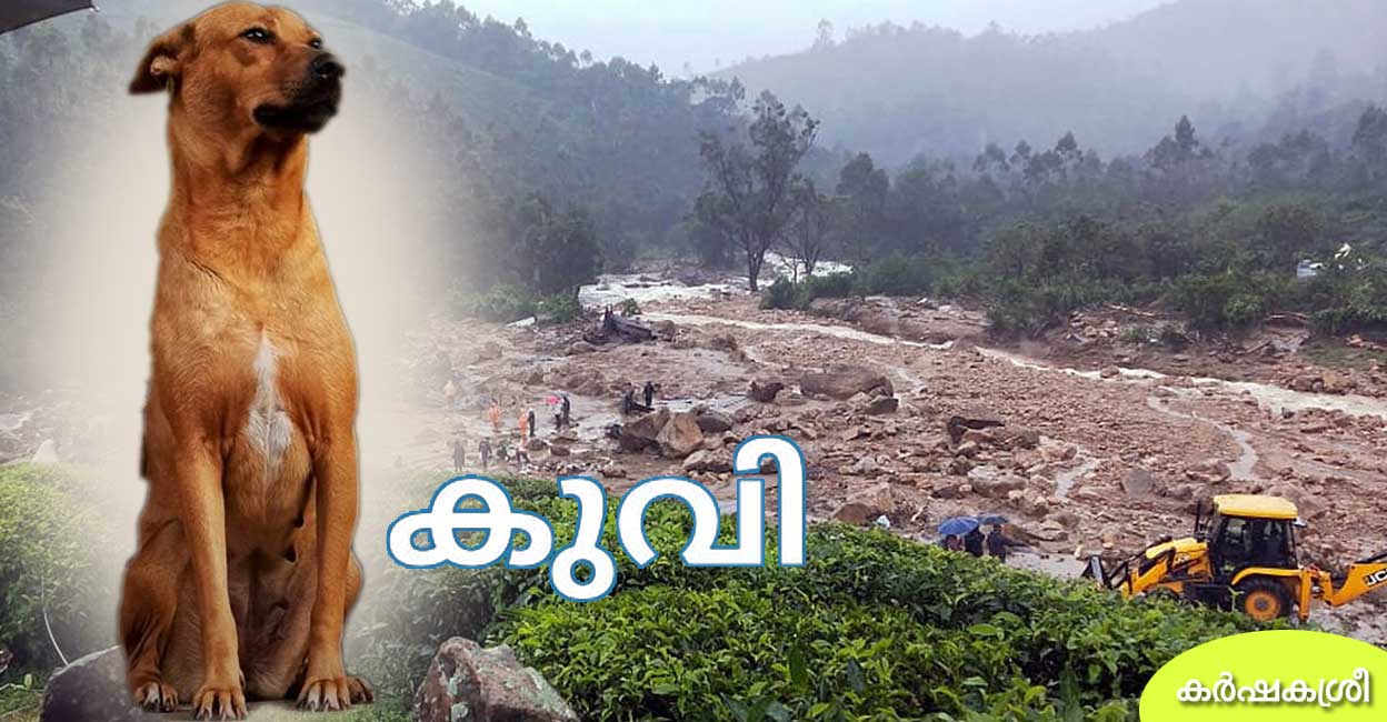 കുവി: പെട്ടിമുടിയിലെ നായ കുവിയുടെ മനസുലയ്ക്കും ജീവിത കഥ - Lifestory of ...