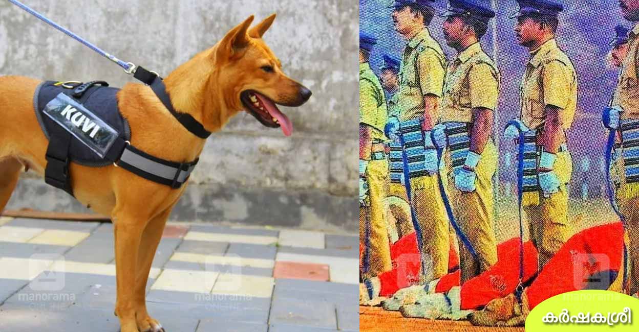 പട്ടിയുടെ മണം വരുന്നെന്നും, പട്ടിഅജി വരുന്നെന്നുമൊക്കെ പരിഹാസങ്ങ ...