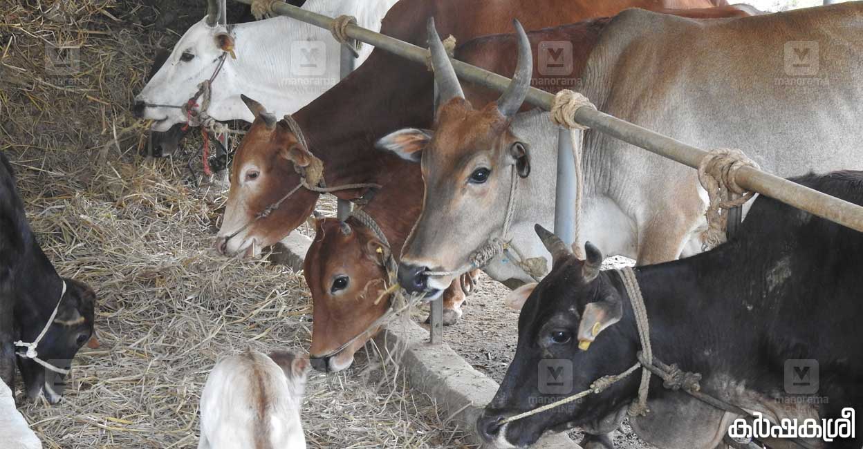 നാടൻ പശുക്കളെ വളർത്തുന്നതു ലാഭകരമോ? എന്താണ് നേട്ടം? – Is raising native ...