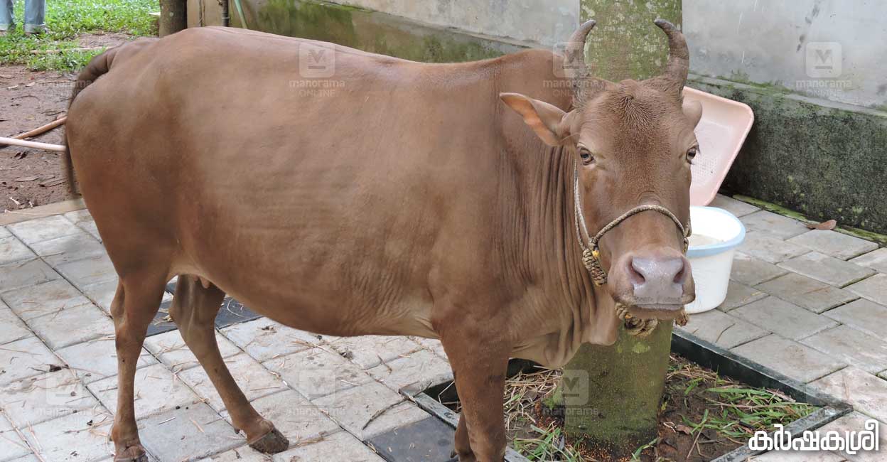 നാടൻ പശുക്കളെ വളർത്തുന്നതു ലാഭകരമോ? എന്താണ് നേട്ടം? – Is raising native ...