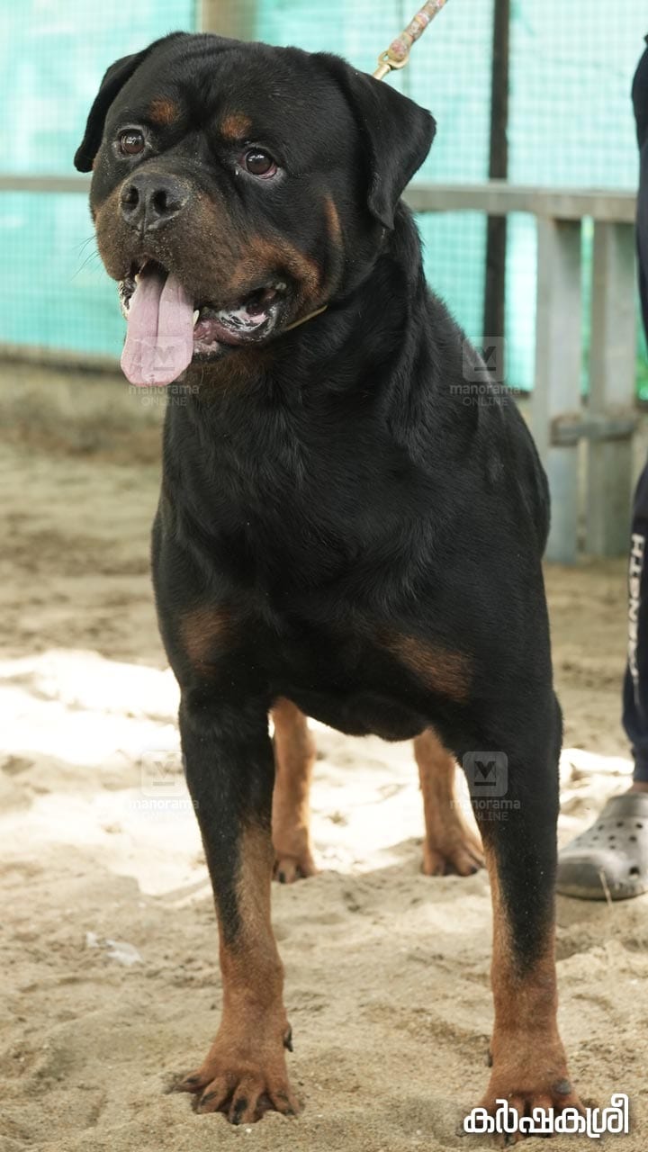 തൊണ്ണൂറോളം റോട്ട്‌വെയ്‌ലർ നായ്ക്കളുള്ള കെന്നൽ; അതിൽ 42 എണ്ണം ...