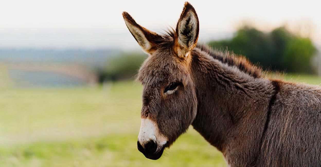 രാജ്യത്താകെ 142 ഫാമുകൾ; കേരളത്തിലും സാധ്യത; പാലും ചാണകവും മൂത്രവും ...