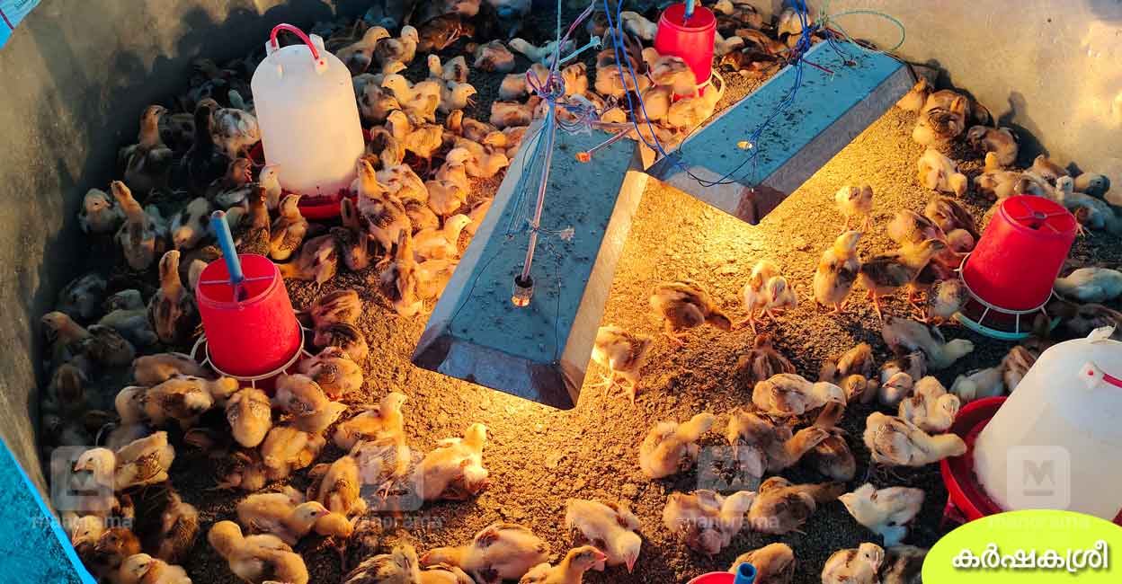 വർഷം അരക്കോടിയോളം കുഞ്ഞുങ്ങൾ; എന്നിട്ടും മുട്ട തമിഴ്നാട്ടിൽനിന്ന് ...