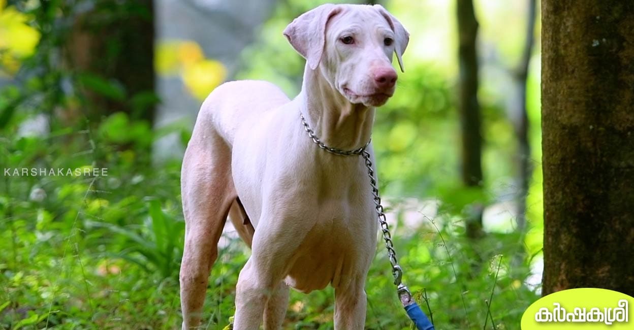 രാജാവിന്റെ ഭാവവും യോദ്ധാവിന്റെ സ്വഭാവവും: ഇതു താൻ ടാ രാജപാളയം ...