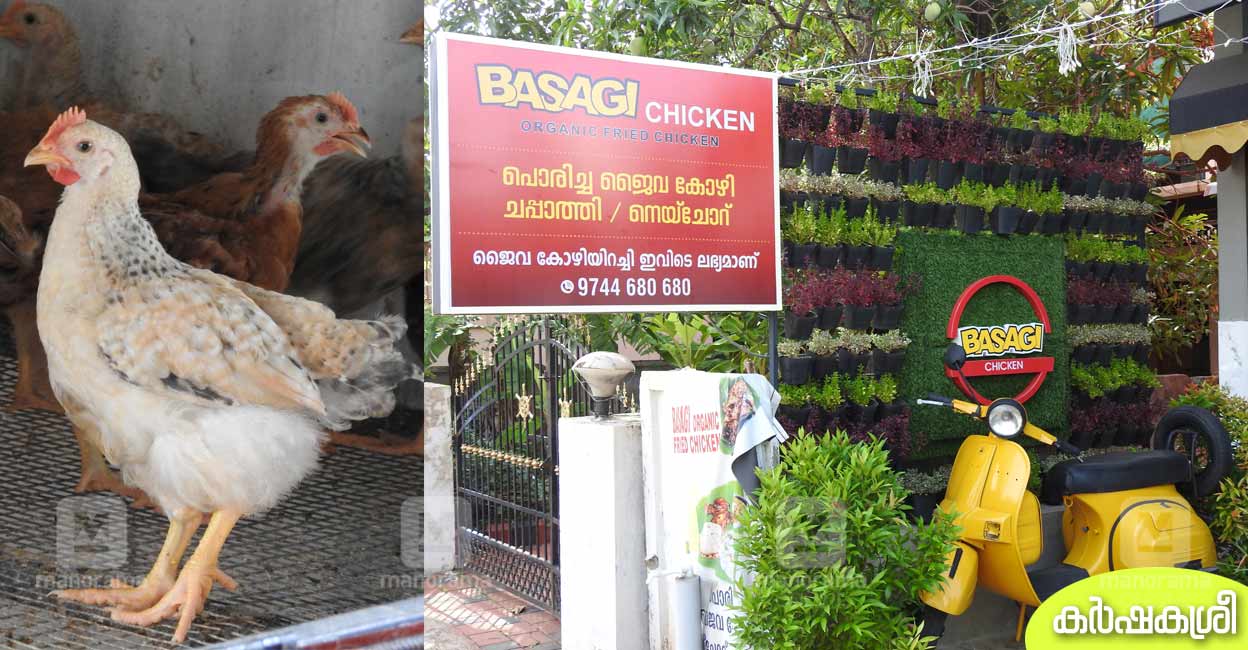ഇറച്ചിക്കും മുട്ടയ്ക്കും വളർത്താൻ ചാബ്രോ ചിക്കൻ; ഇറച്ചിക്കോഴിക്കും ...