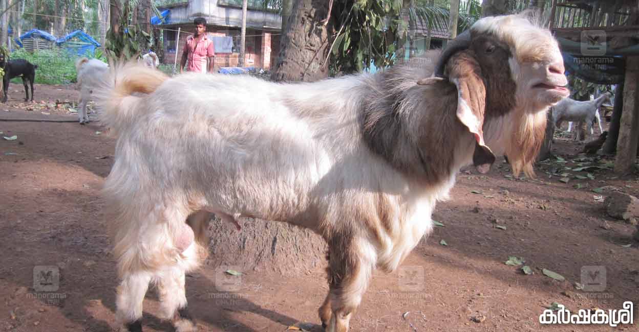 ആടുകൾ പലത്; ഇറച്ചിക്കും പാലിനും ശരീരാകൃതിയിൽ വ്യത്യാസം: ആടുകളെ ...