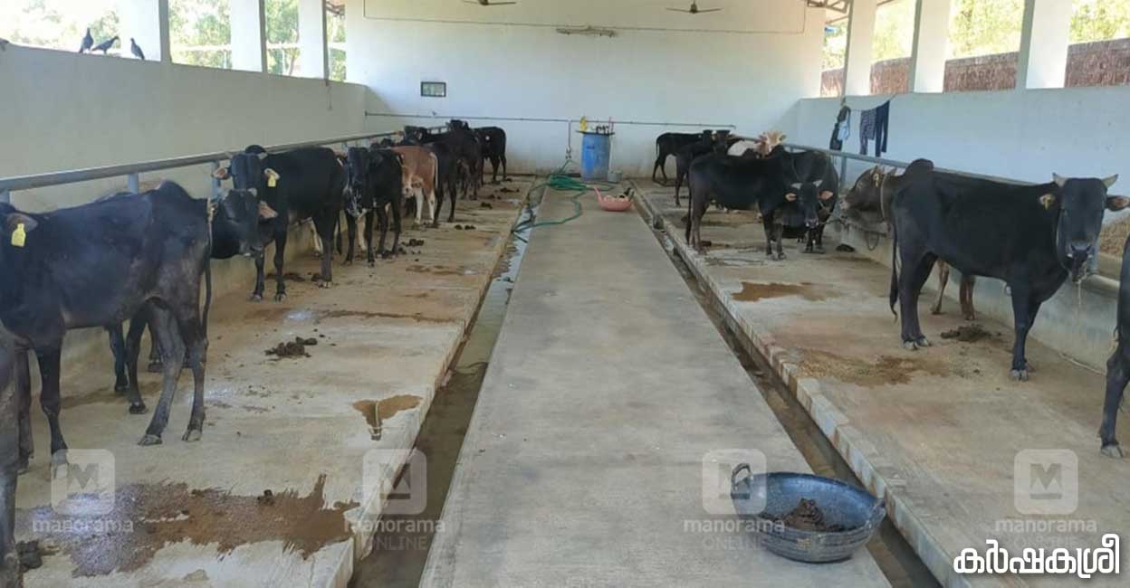 കാസർകോടൻ പൈക്കൾക്ക് സംരക്ഷണകേന്ദ്രമൊരുക്കാൻ മുന്നിട്ടിറങ്ങി; മികവിന് സ ...