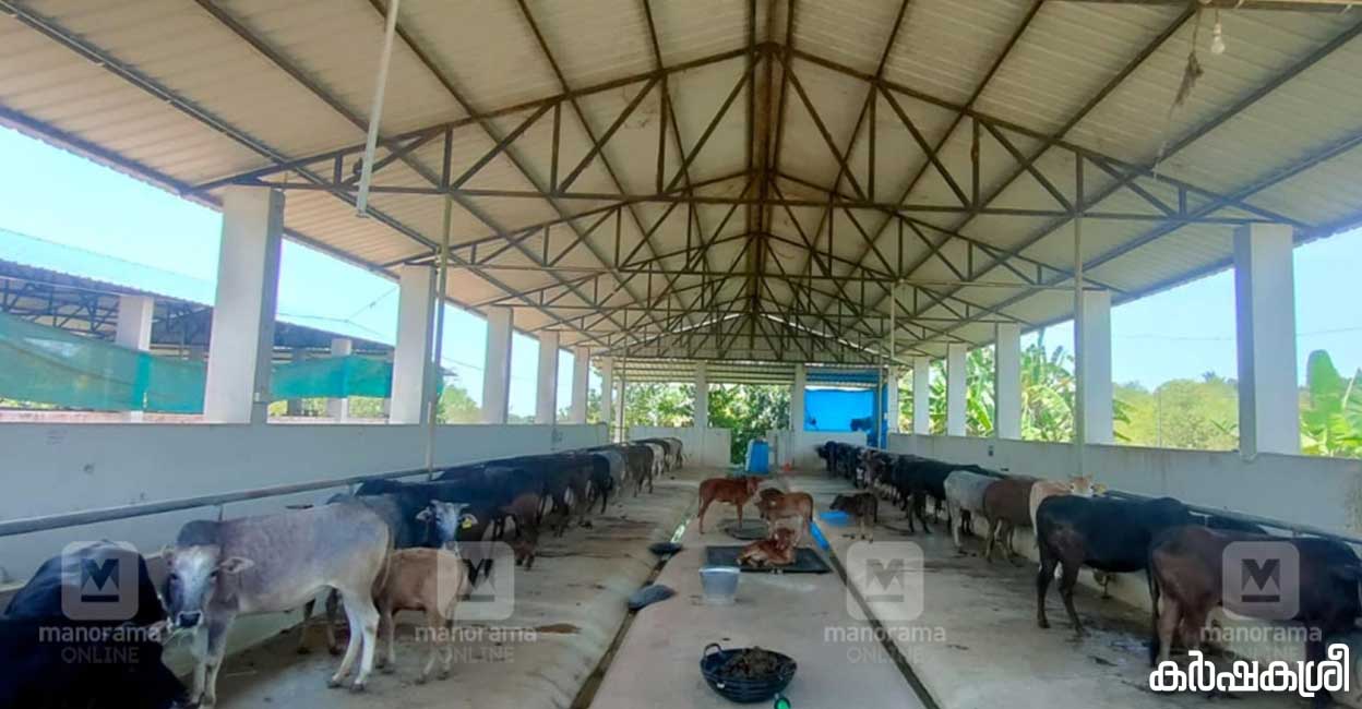 കാസർകോടൻ പൈക്കൾക്ക് സംരക്ഷണകേന്ദ്രമൊരുക്കാൻ മുന്നിട്ടിറങ്ങി; മികവിന് സ ...