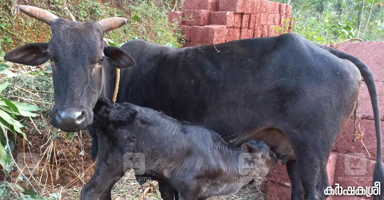 കാസർകോടൻ പൈക്കൾക്ക് സംരക്ഷണകേന്ദ്രമൊരുക്കാൻ മുന്നിട്ടിറങ്ങി; മികവിന് സ ...