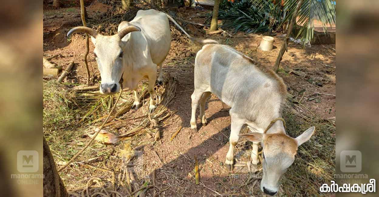 കാസർകോടൻ പൈക്കൾക്ക് സംരക്ഷണകേന്ദ്രമൊരുക്കാൻ മുന്നിട്ടിറങ്ങി; മികവിന് സ ...