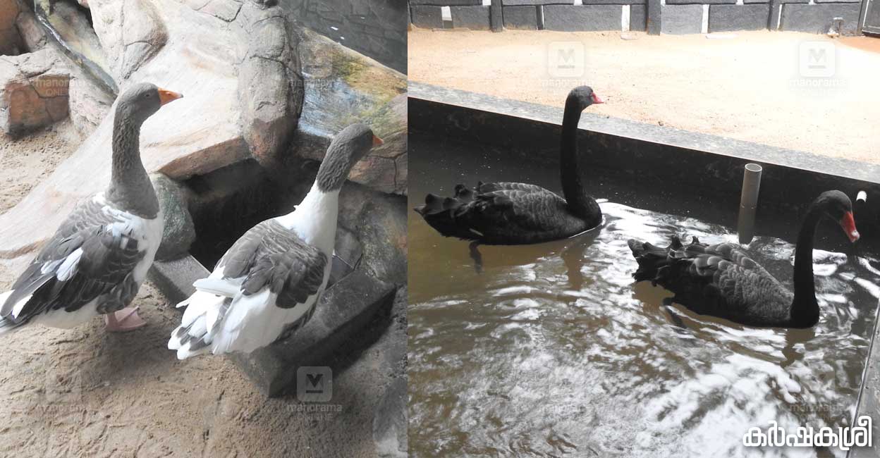 വേറിട്ട അനുഭവമൊരുക്കി യുവാവിന്റെ സ്വകാര്യ അരുമശാല; കാണാം കടപ്പുറത്തെ ...