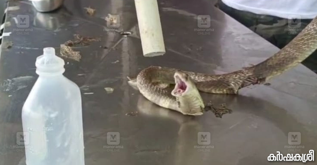 അന്ന് പെരുമ്പാമ്പ്, ഇന്ന് മൂർഖൻ: മരണത്തിൽനിന്ന് രക്ഷപെടുത്തി വെറ്ററിനറി ...