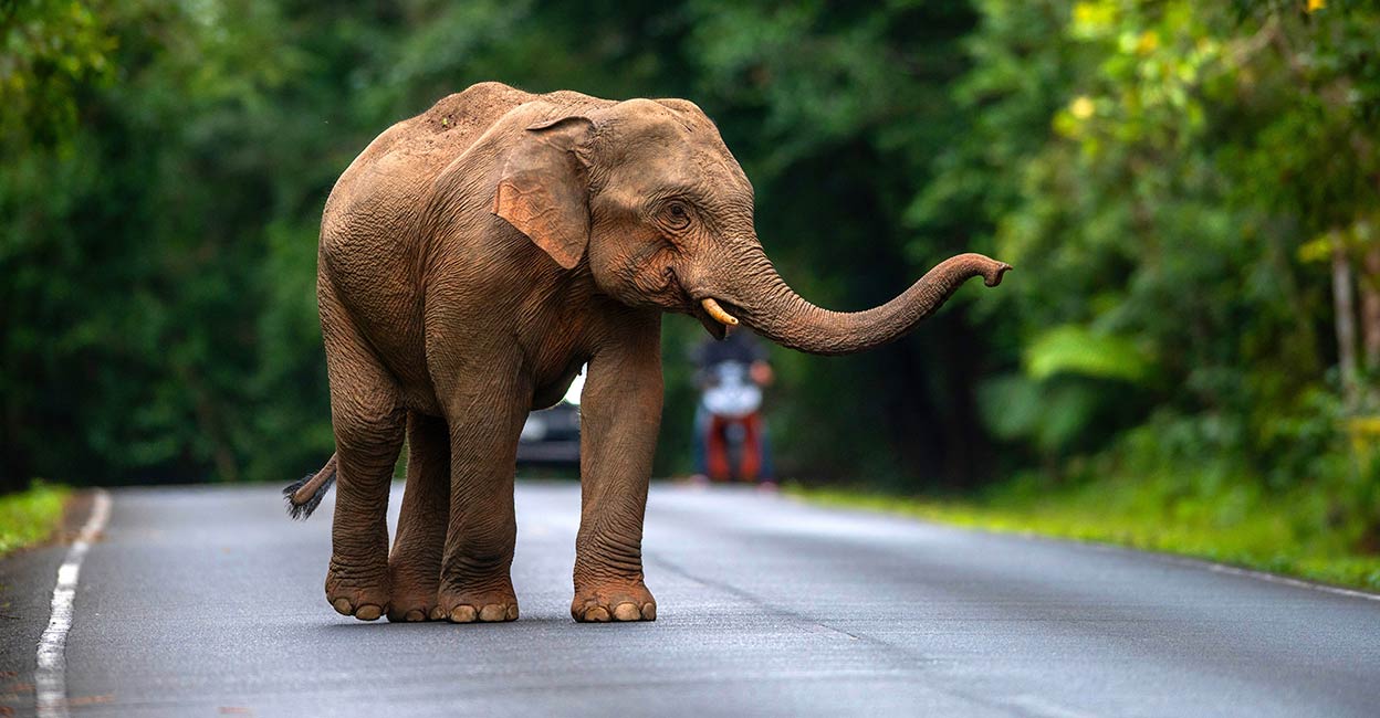 ഭീതിയുടെ പാതയിൽ മലയോരം | മനോരമ ഓൺലൈൻ ന്യൂസ് - Government Apathy Fuels ...