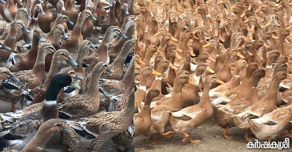 കൊന്നൊടുക്കുന്നത് 4081 താറാവുകളെ, തകരുന്നത് ഒരു ഡോക്ടറുടെ 11 വർഷത്തെ ...