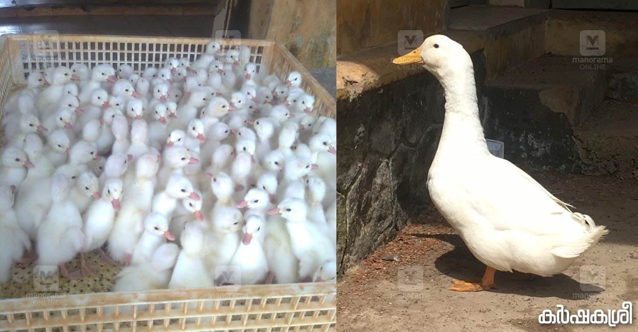 കൊന്നൊടുക്കുന്നത് 4081 താറാവുകളെ, തകരുന്നത് ഒരു ഡോക്ടറുടെ 11 വർഷത്തെ ...