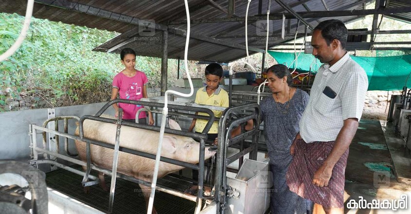 കൂലിപ്പണിയിൽനിന്ന് പന്നിവളർത്തലിലേക്ക്; ഇത് ജോമോന്റെ കൊച്ചു ഹൈടെക് ഫാം | Jomon Joe Mathew | pig ...