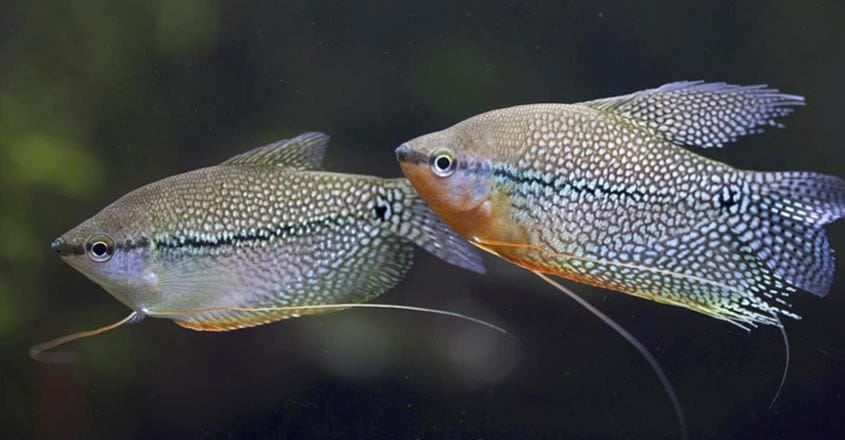 ഗൗരാമികളുടെ പ്രജനനം ഈസിയാണ് | Breeding Methods of Ornamental Gouramis