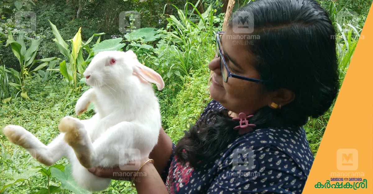 മുയലുകൾ കൗതുകങ്ങളുടെ കലവറ; അറിയാം 15 മുയൽ കൗതുകങ്ങൾ | Interesting Facts ...