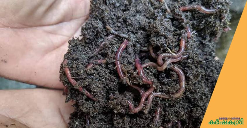 വീട്ടമ്മമാർക്ക് വീട്ടുമുറ്റത്തെ വരുമാന മാർഗമാക്കാൻ മണ്ണിരകമ്പോസ്റ്റ് ...